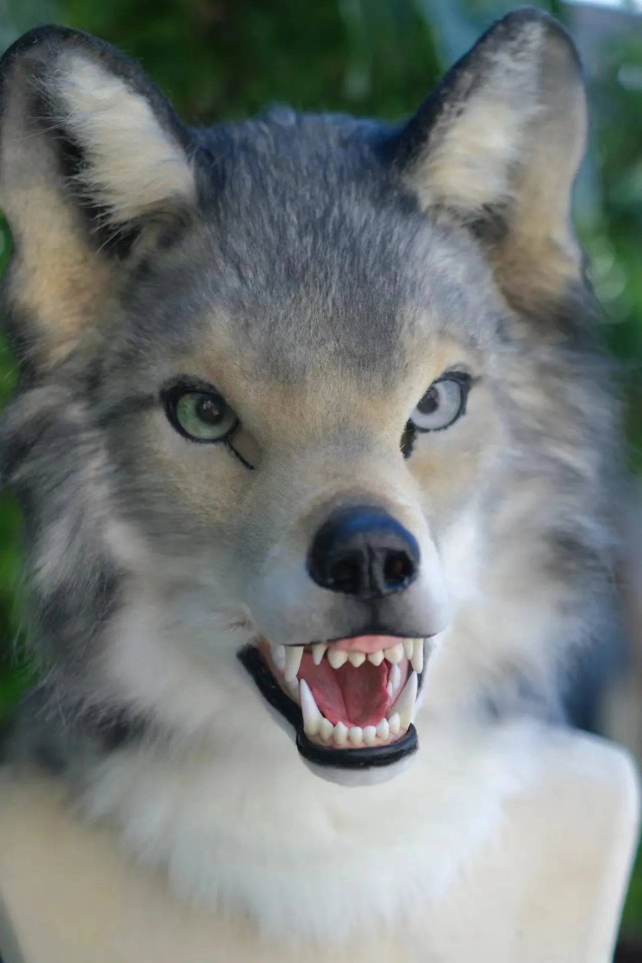 Cold - Gaze Wolf Fursuit - Full Fursuit by Fursuit Maker – DokiDoki ...