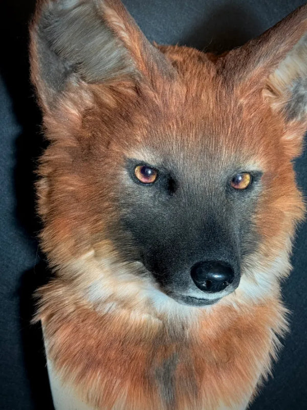 Realistic Fursuits for Sale | Fursuit Heads & Paws | DokidokiFursuit ...